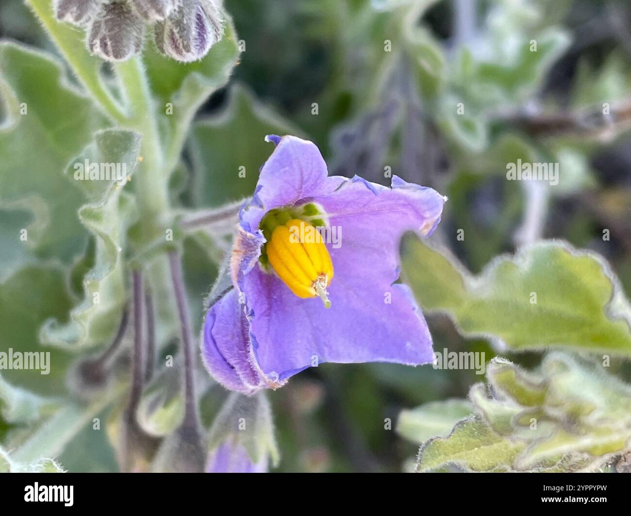 purple nightshade (Solanum xanti Stock Photo - Alamy