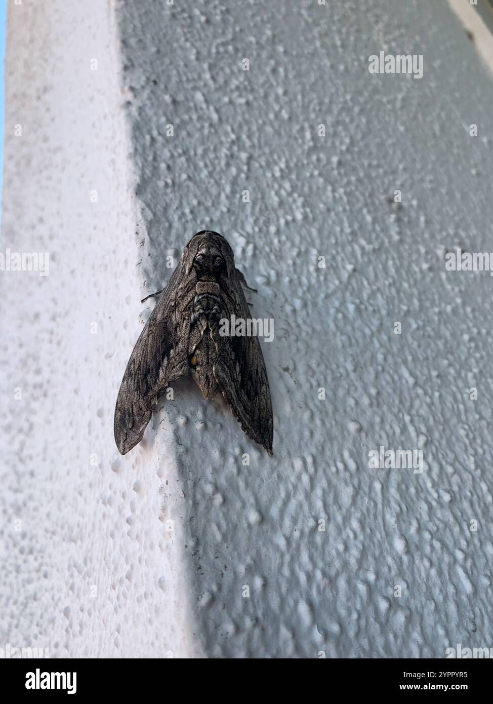 Five-spotted Hawk Moth (Manduca quinquemaculatus Stock Photo - Alamy