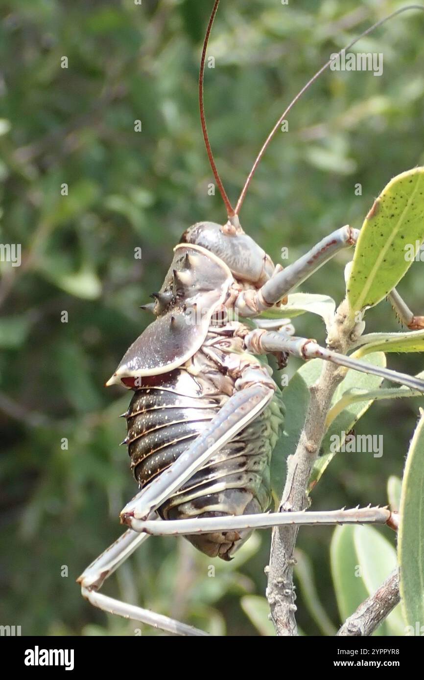Acanthoplus hi-res stock photography and images - Alamy