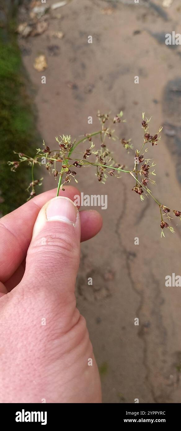 Great Woodrush (Luzula sylvatica Stock Photo - Alamy