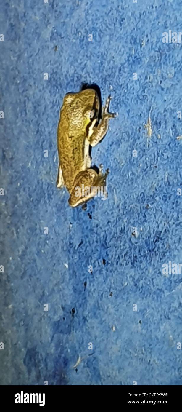 Eastern Dwarf Tree Frog (Litoria fallax Stock Photo - Alamy