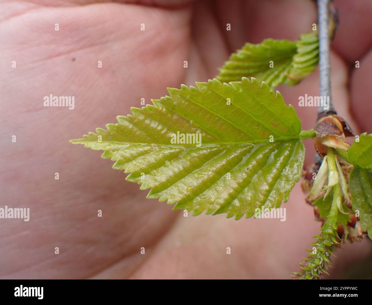 Red Alder (Alnus rubra Stock Photo - Alamy