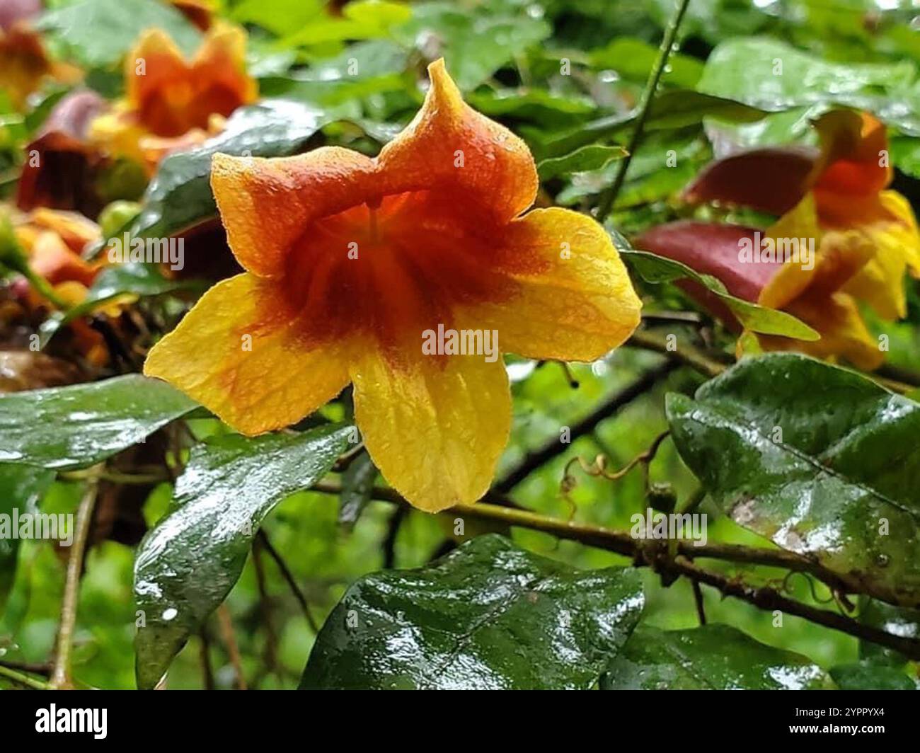 cross vine (Bignonia capreolata Stock Photo - Alamy