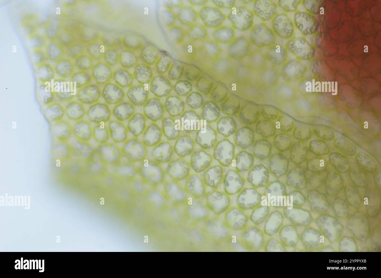 Droplet Notchwort (Lophozia guttulata Stock Photo - Alamy