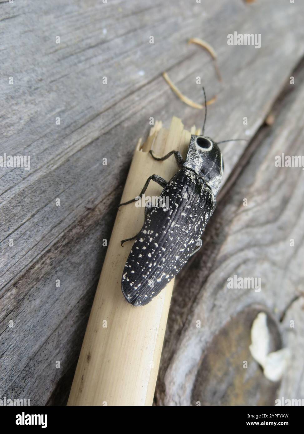 Eastern Eyed Click Beetle (Alaus oculatus Stock Photo - Alamy
