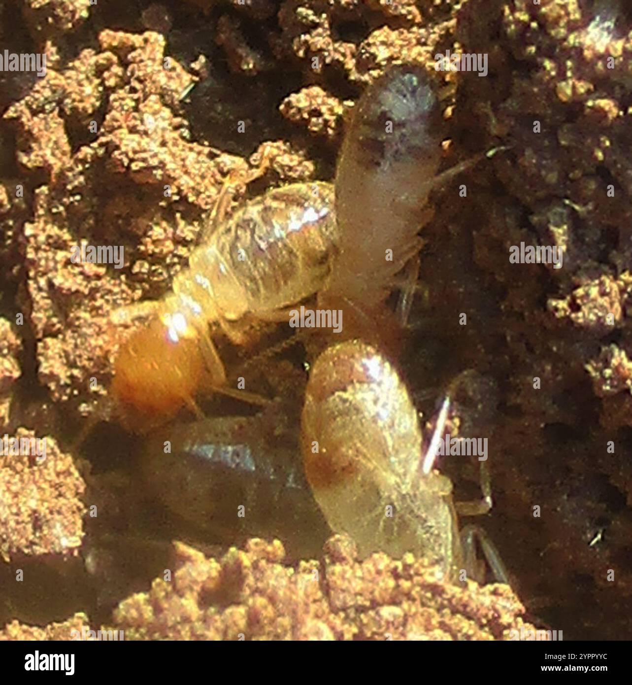 fungus-growing termites (Macrotermitinae Stock Photo - Alamy