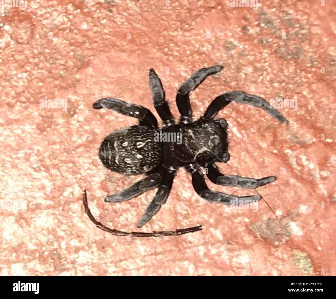 Eresidae hi-res stock photography and images - Alamy