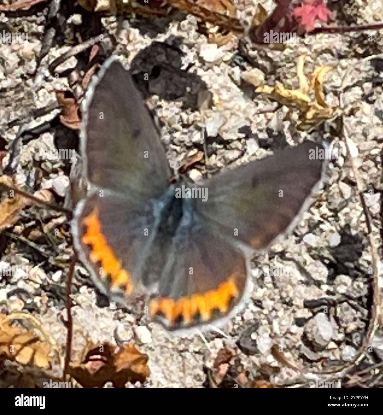 Acmon Blue (Icaricia acmon Stock Photo - Alamy