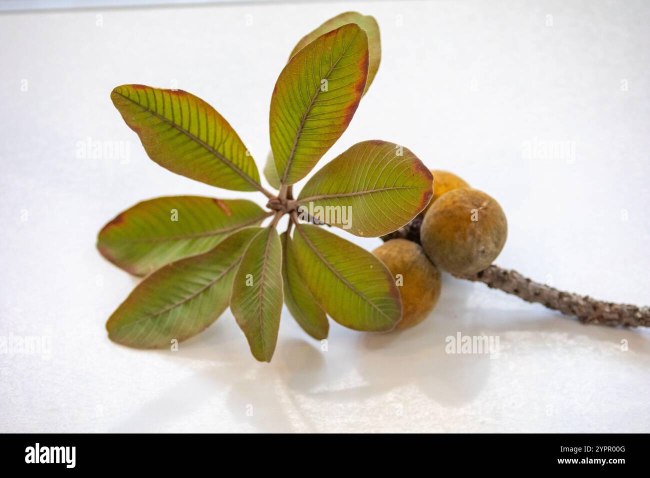 Curriola (Pouteria ramiflora) wild fruit from the Brazilian cerrado ...