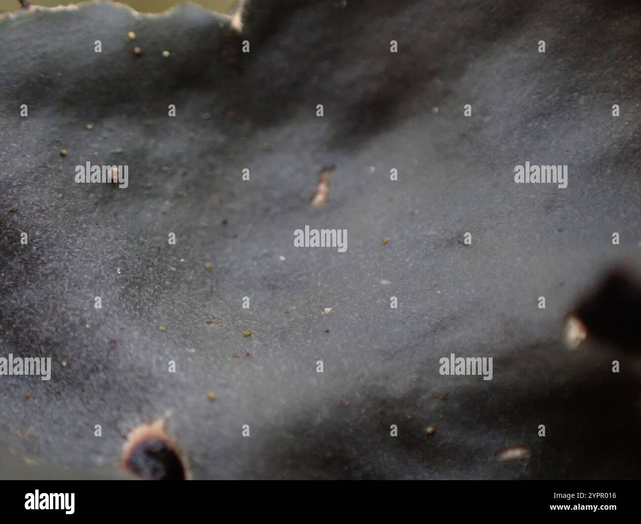 Blacksaddle pelt lichen (Peltigera neckeri Stock Photo - Alamy