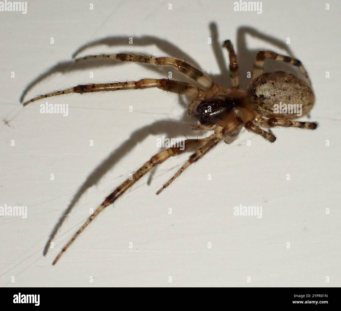 Silver-sided Sector Spider (Zygiella x-notata Stock Photo - Alamy