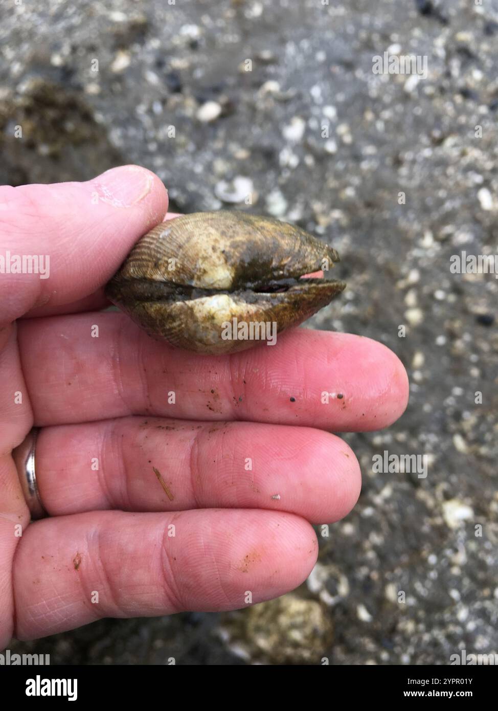 Japanese Littleneck (Ruditapes philippinarum Stock Photo - Alamy