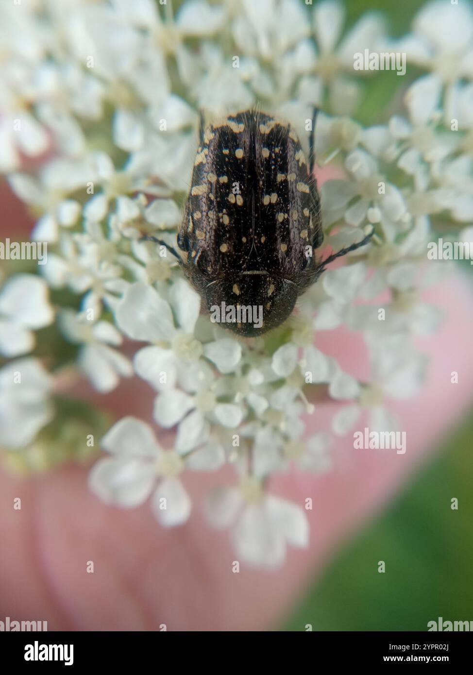Mediterranean Spotted Chafer (Oxythyrea funesta Stock Photo - Alamy