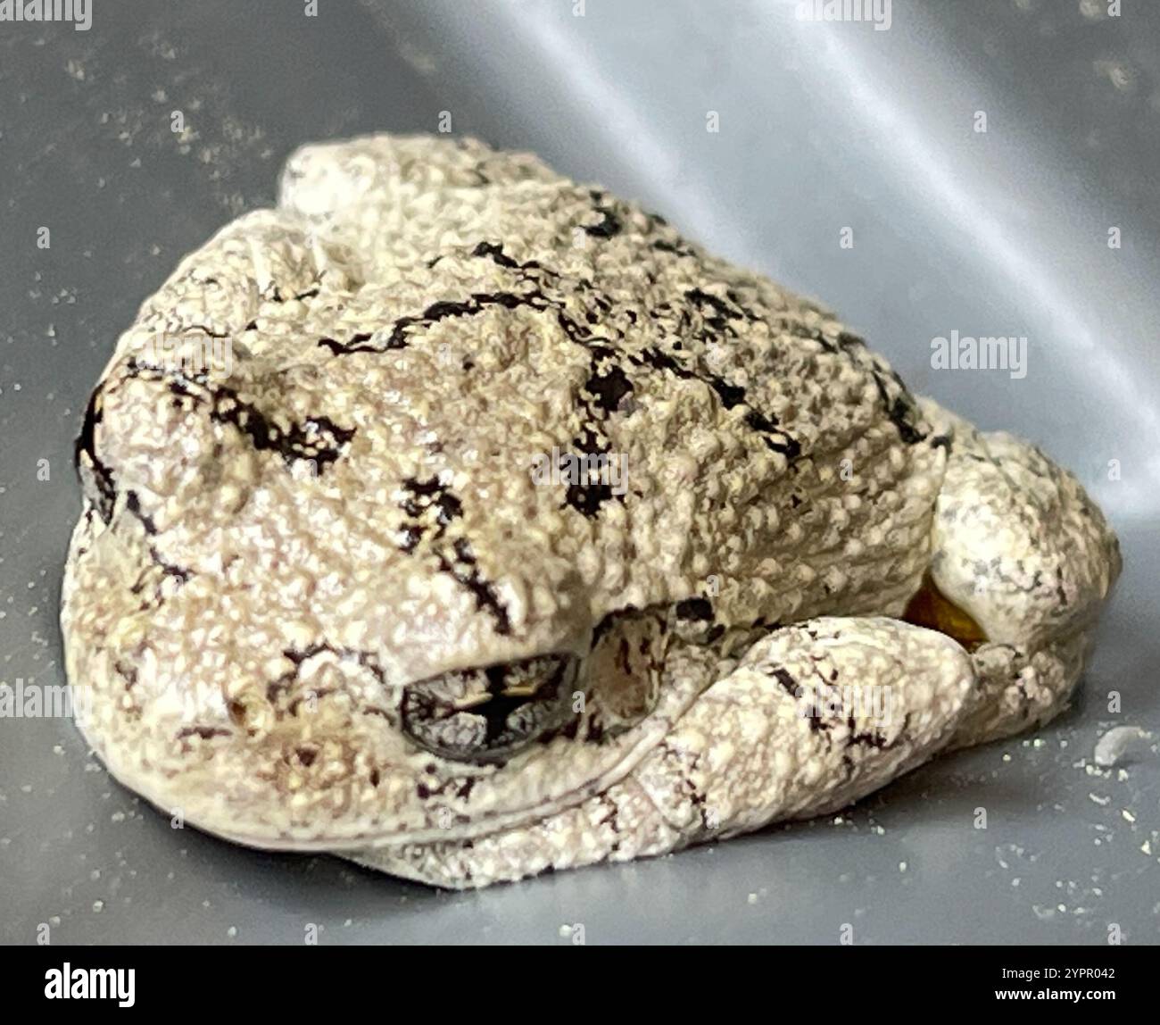 Cope's Gray Treefrog (Hyla chrysoscelis Stock Photo - Alamy
