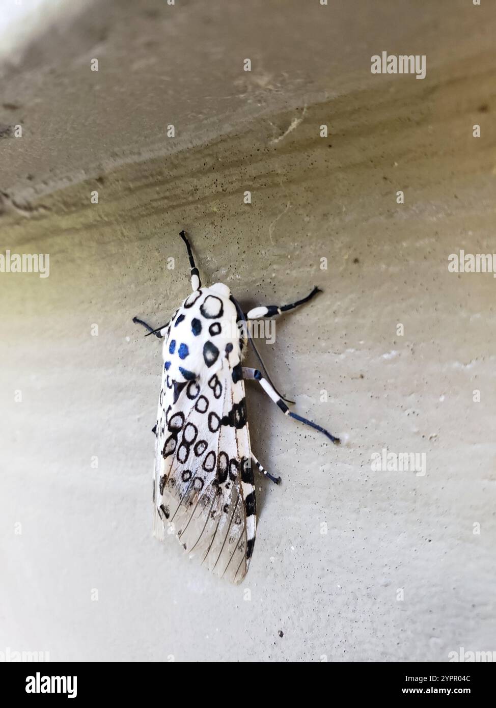 Giant Leopard Moth (Hypercompe scribonia Stock Photo - Alamy