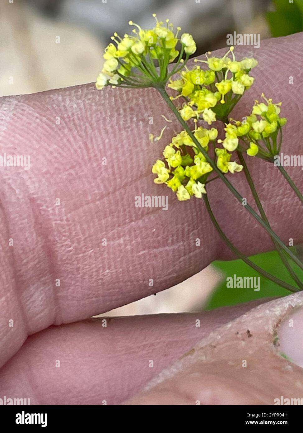 yellow pimpernel (Taenidia integerrima Stock Photo - Alamy