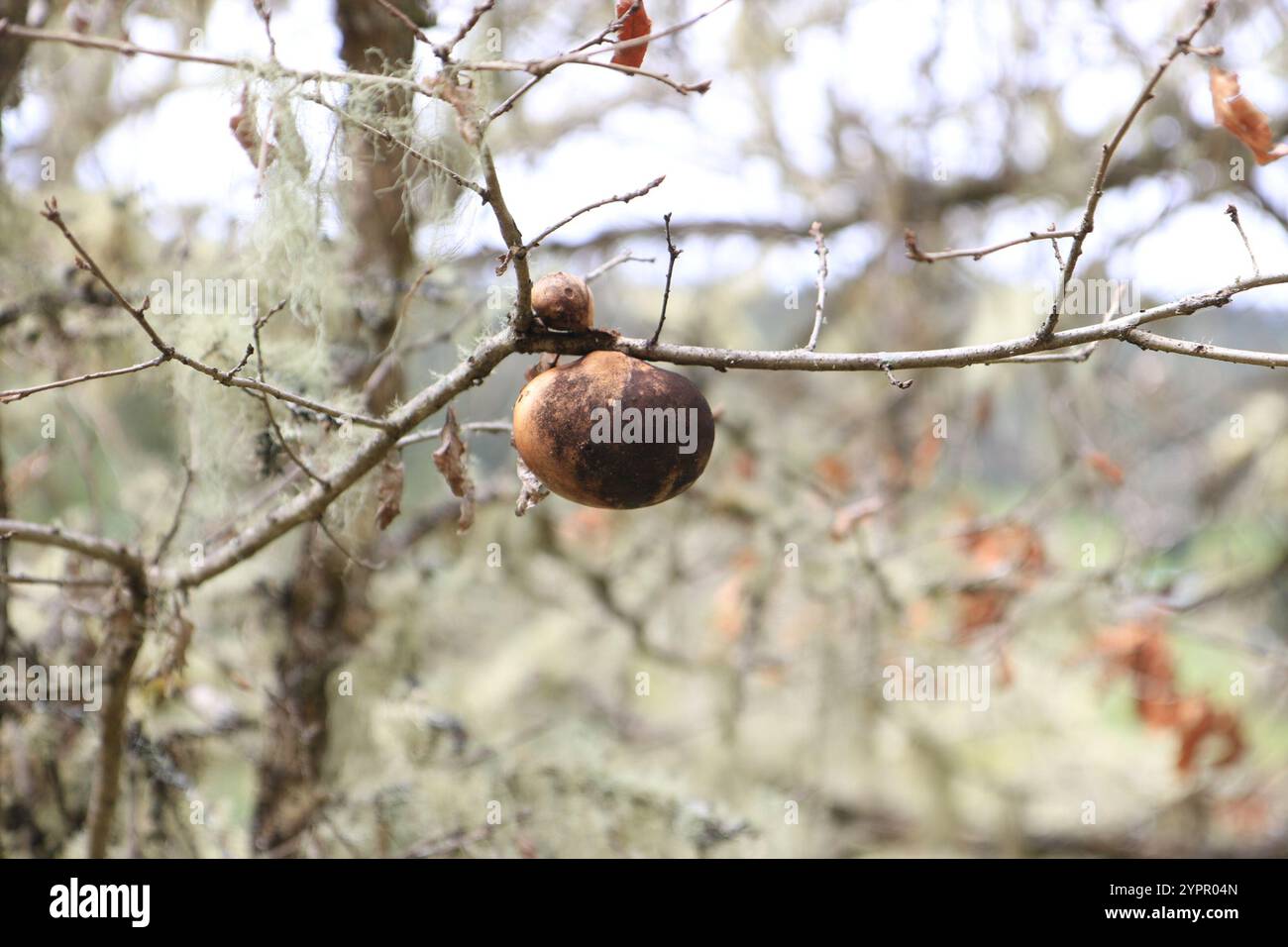 California Gall Wasp (Andricus quercuscalifornicus Stock Photo - Alamy