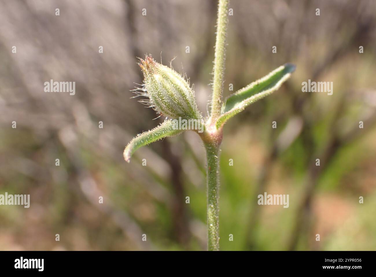 Small-flowered Catchfly (Silene gallica Stock Photo - Alamy