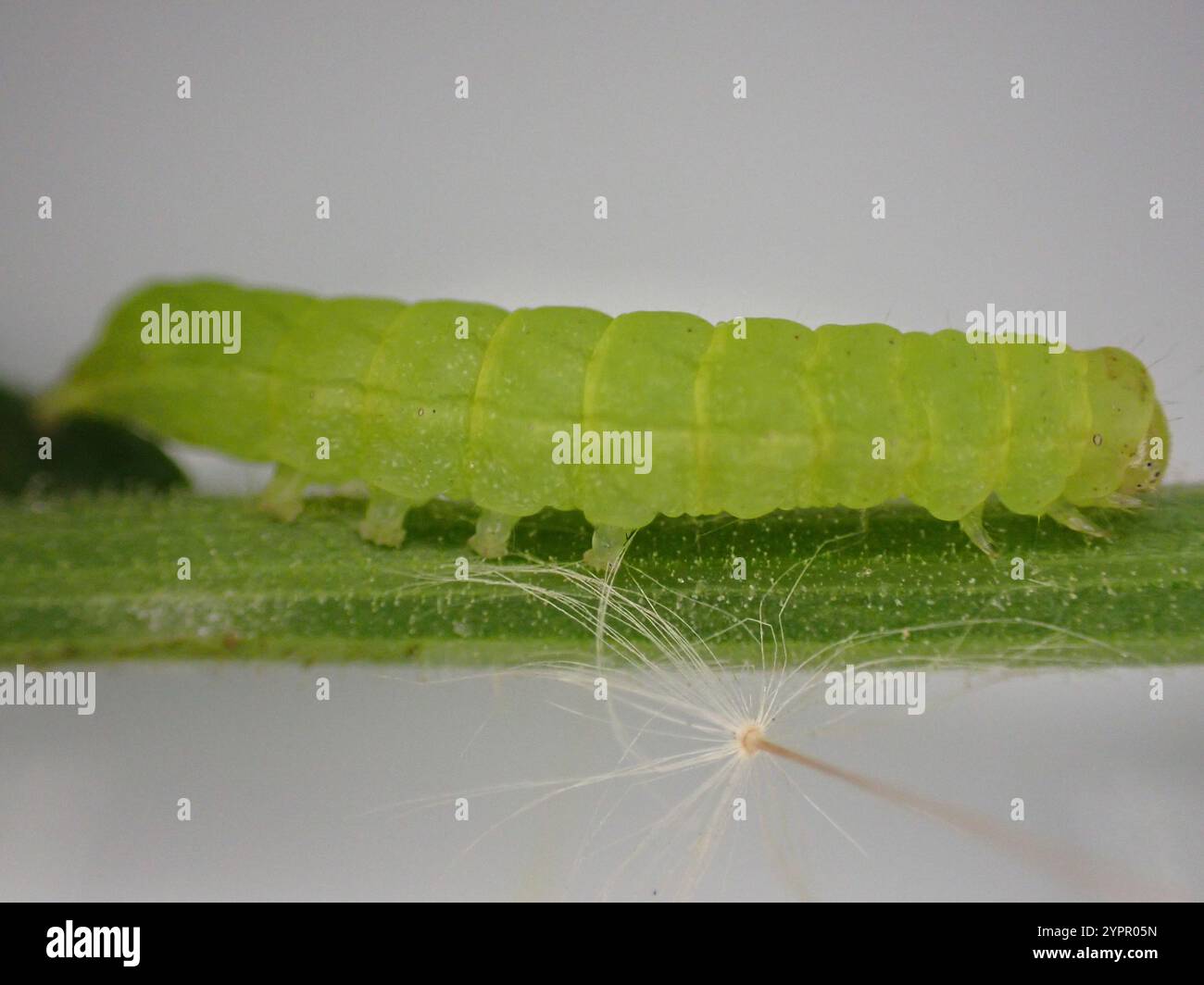Angle Shades (Phlogophora meticulosa Stock Photo - Alamy