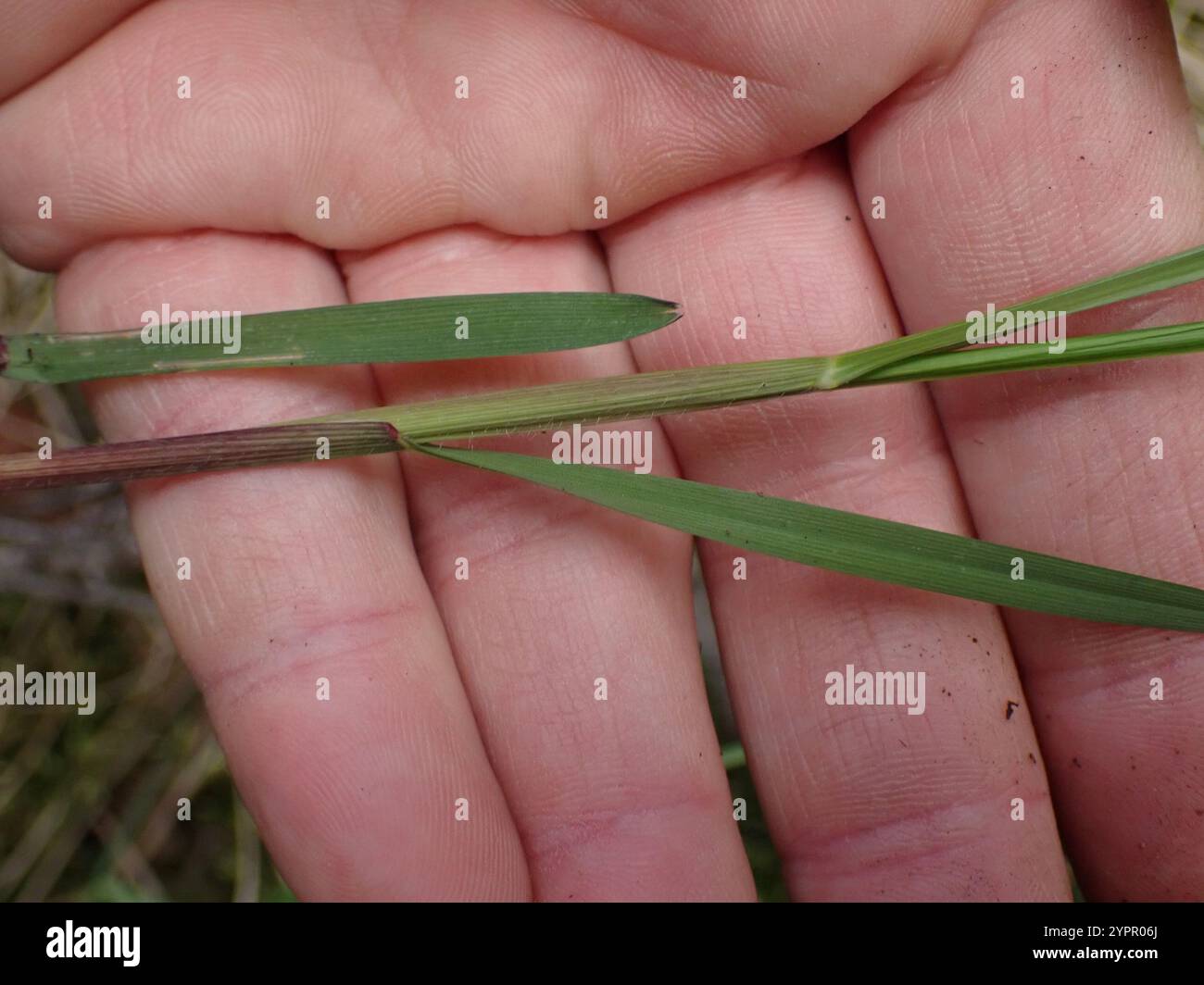 Alaska Oniongrass (Melica subulata Stock Photo - Alamy