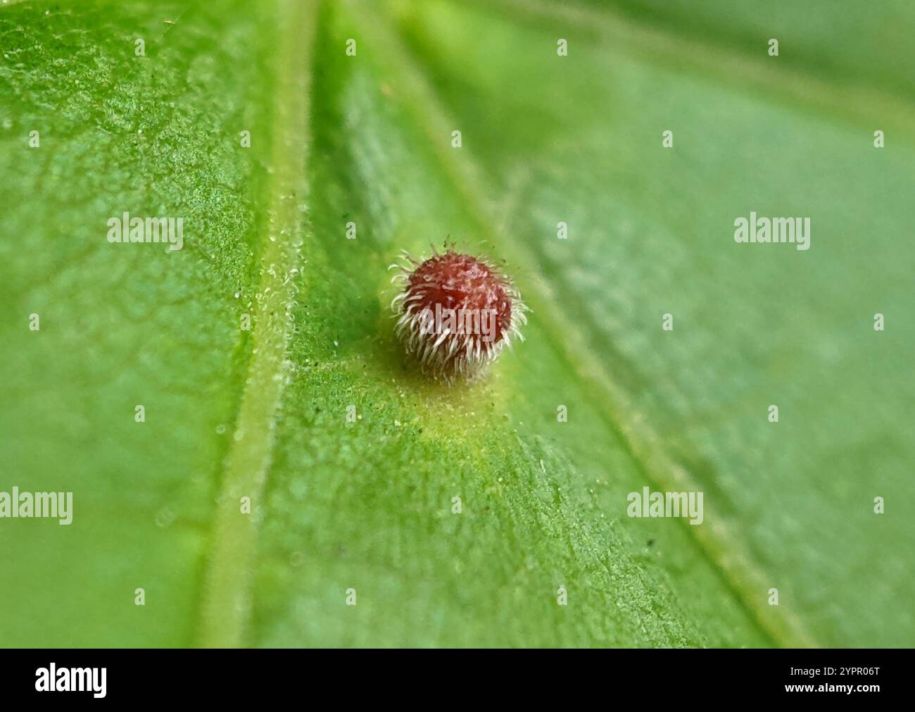 Gall and Rust Mites (Eriophyidae Stock Photo - Alamy