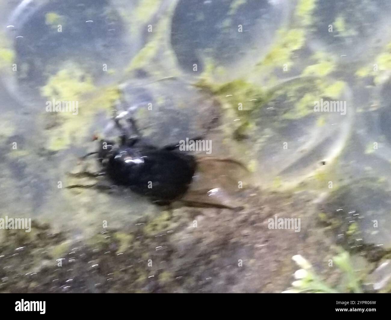 Black Burying Beetle (Nicrophorus humator Stock Photo - Alamy