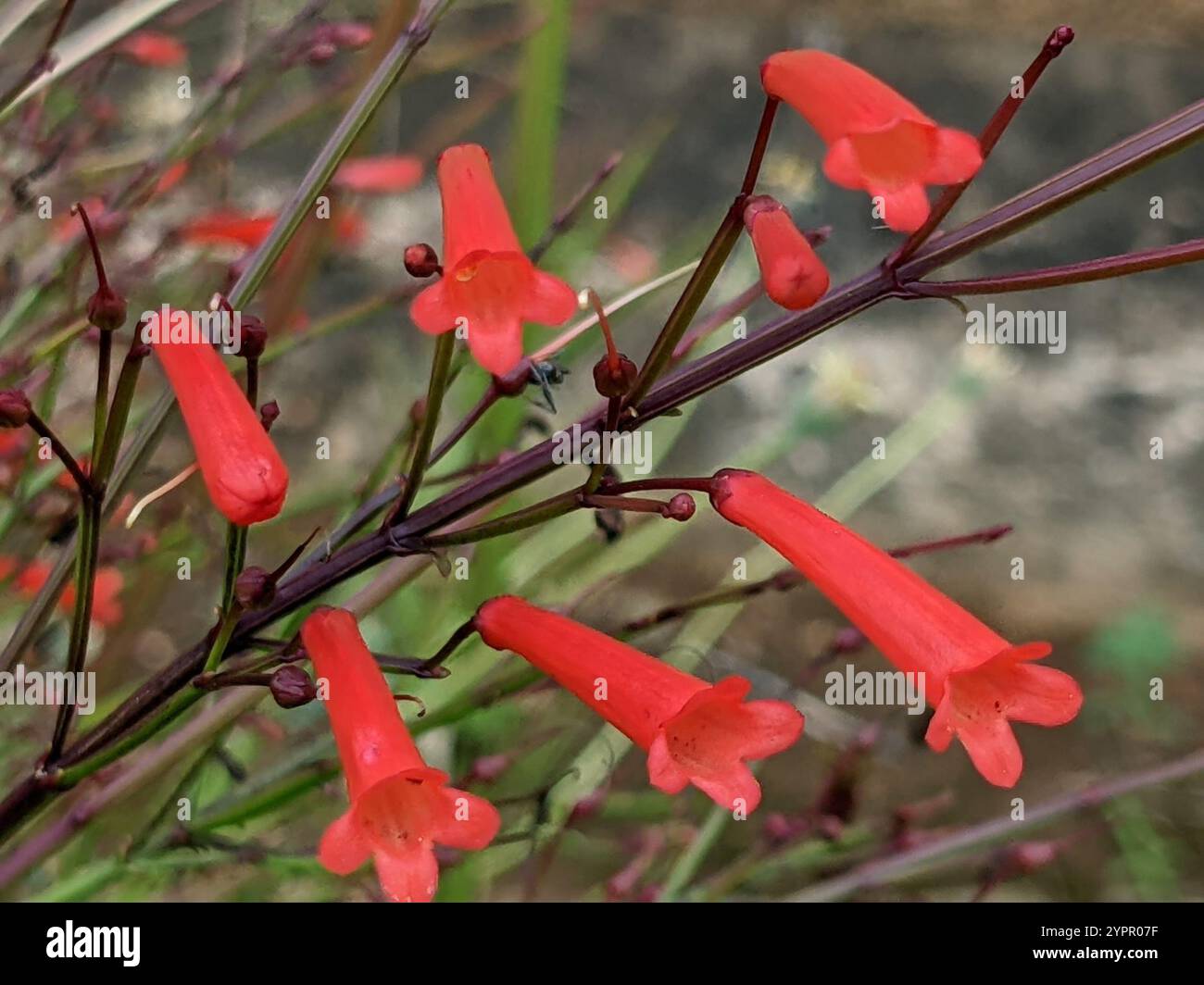 Firecracker plant (Russelia equisetiformis Stock Photo - Alamy