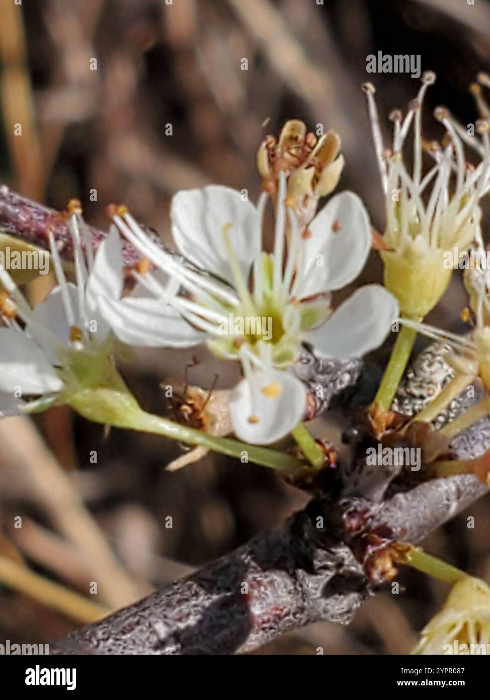 Chickasaw plum (Prunus angustifolia Stock Photo - Alamy