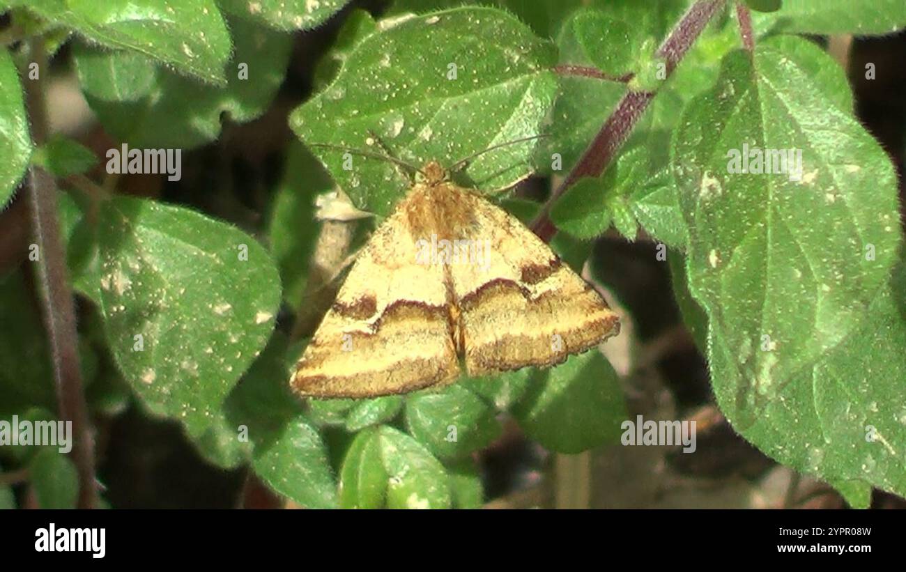 Fixa hi-res stock photography and images - Alamy