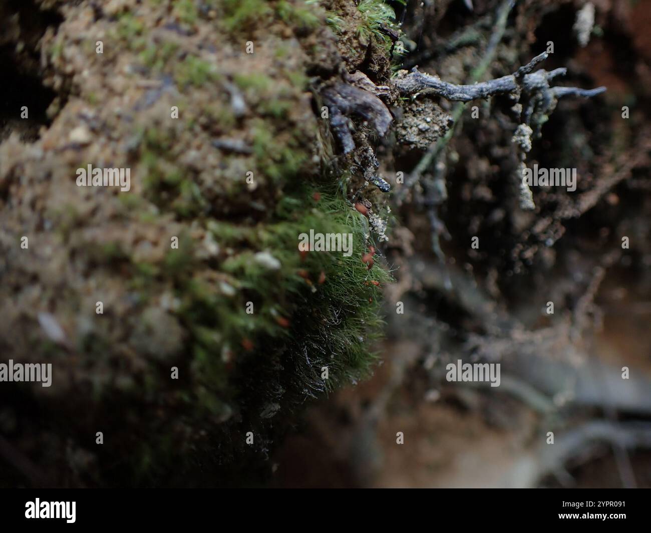 Forklet moss hi-res stock photography and images - Alamy