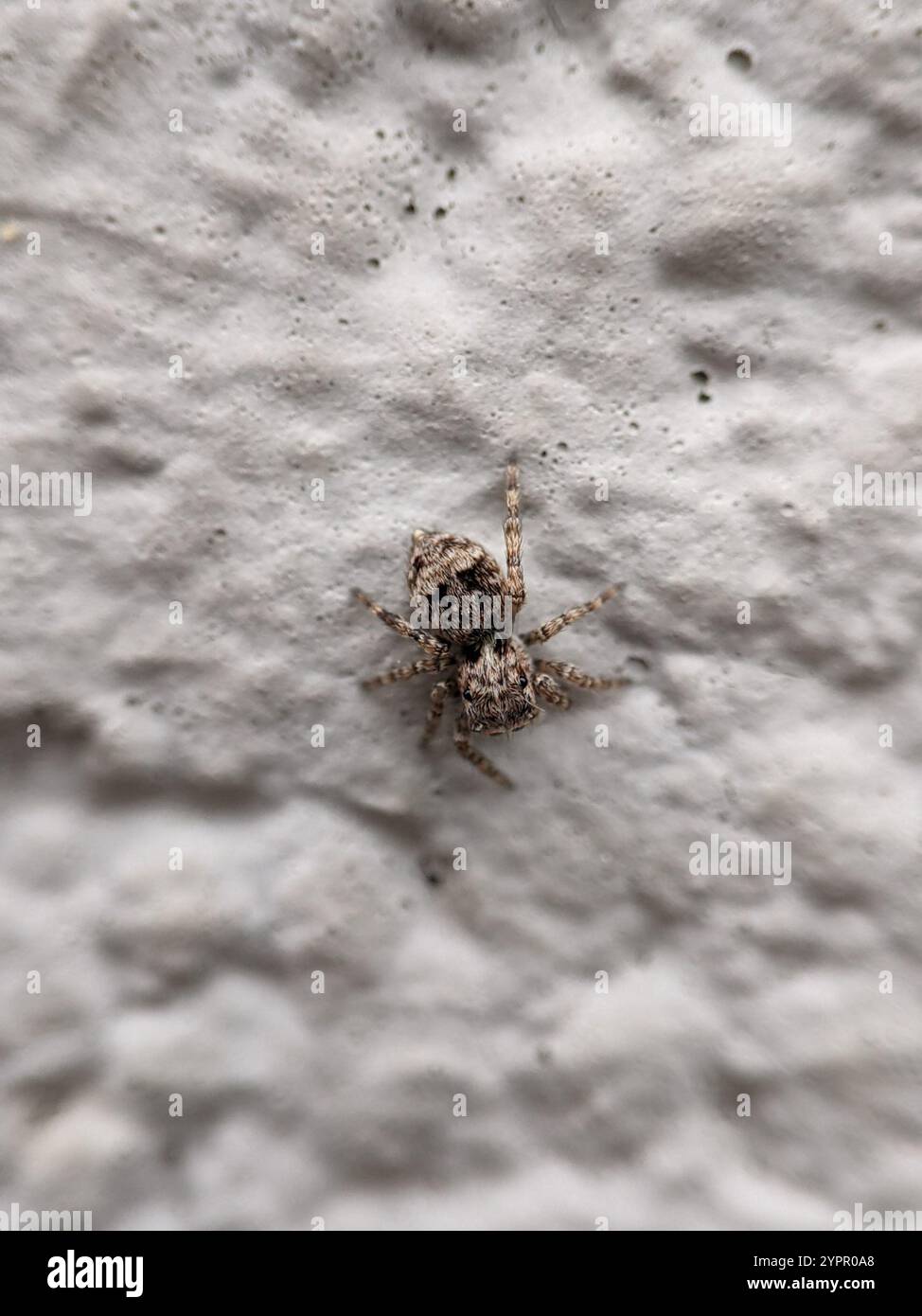 Asiatic Wall Jumping Spider (Attulus fasciger Stock Photo - Alamy