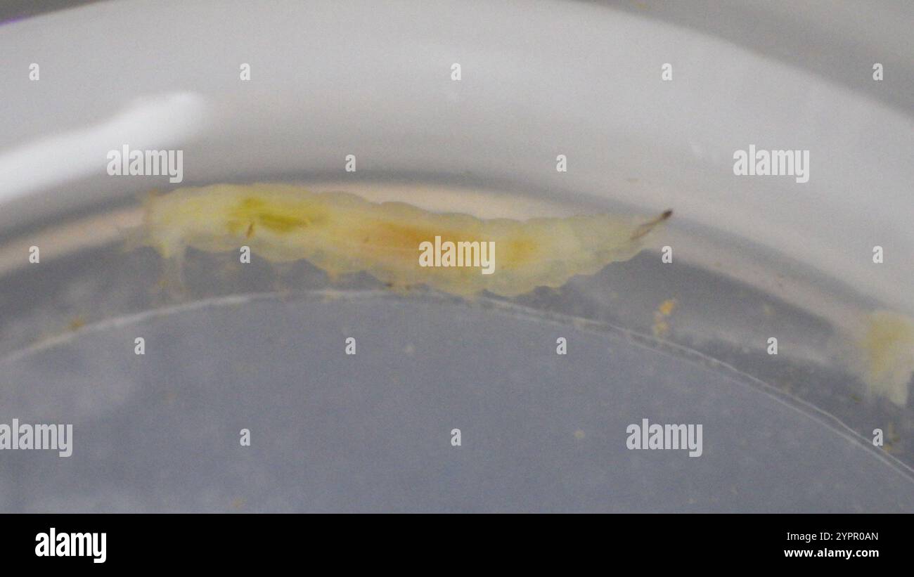 Dance Flies (Empididae Stock Photo - Alamy