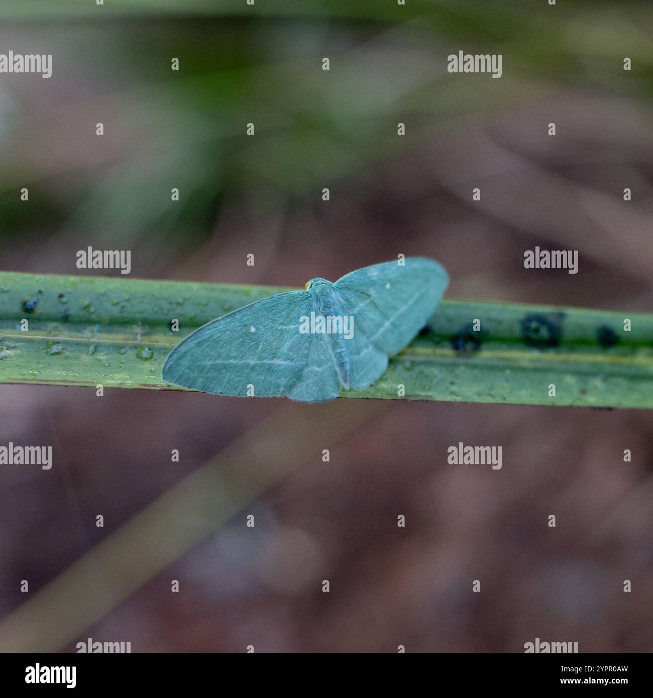 Bad-wing Moth (Dyspteris abortivaria Stock Photo - Alamy