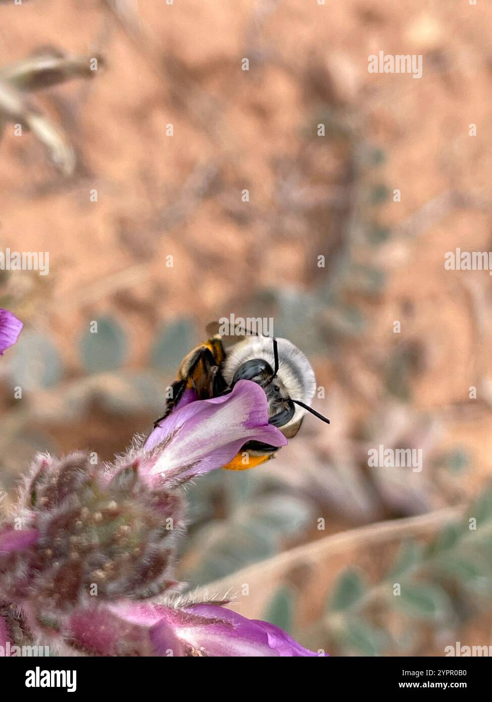 Anthophorini hi-res stock photography and images - Alamy