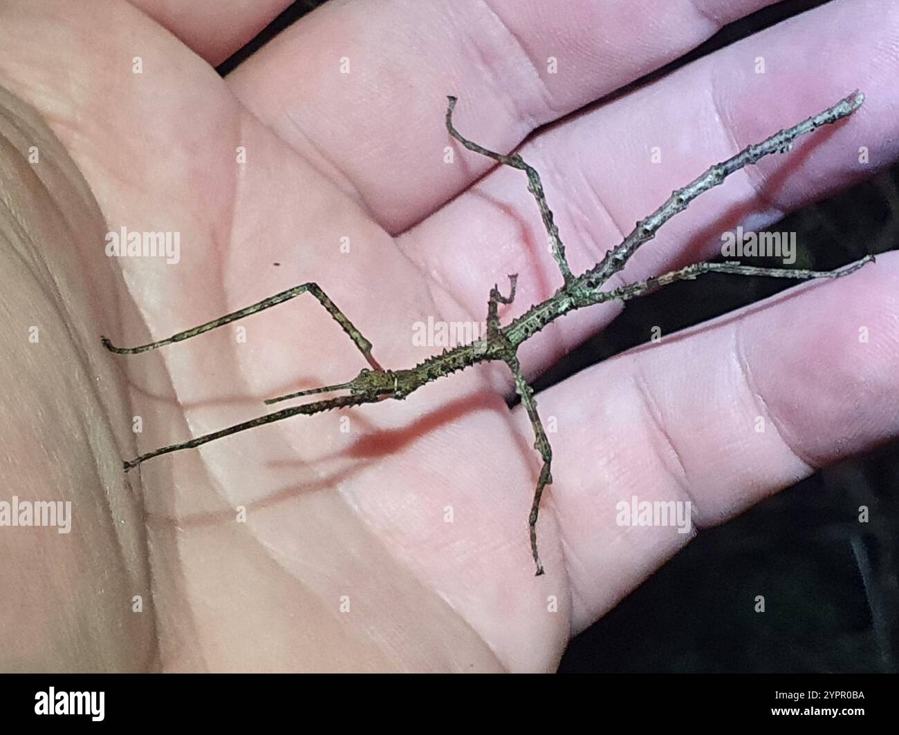 New Zealand Giant Stick Insect (Argosarchus horridus Stock Photo - Alamy