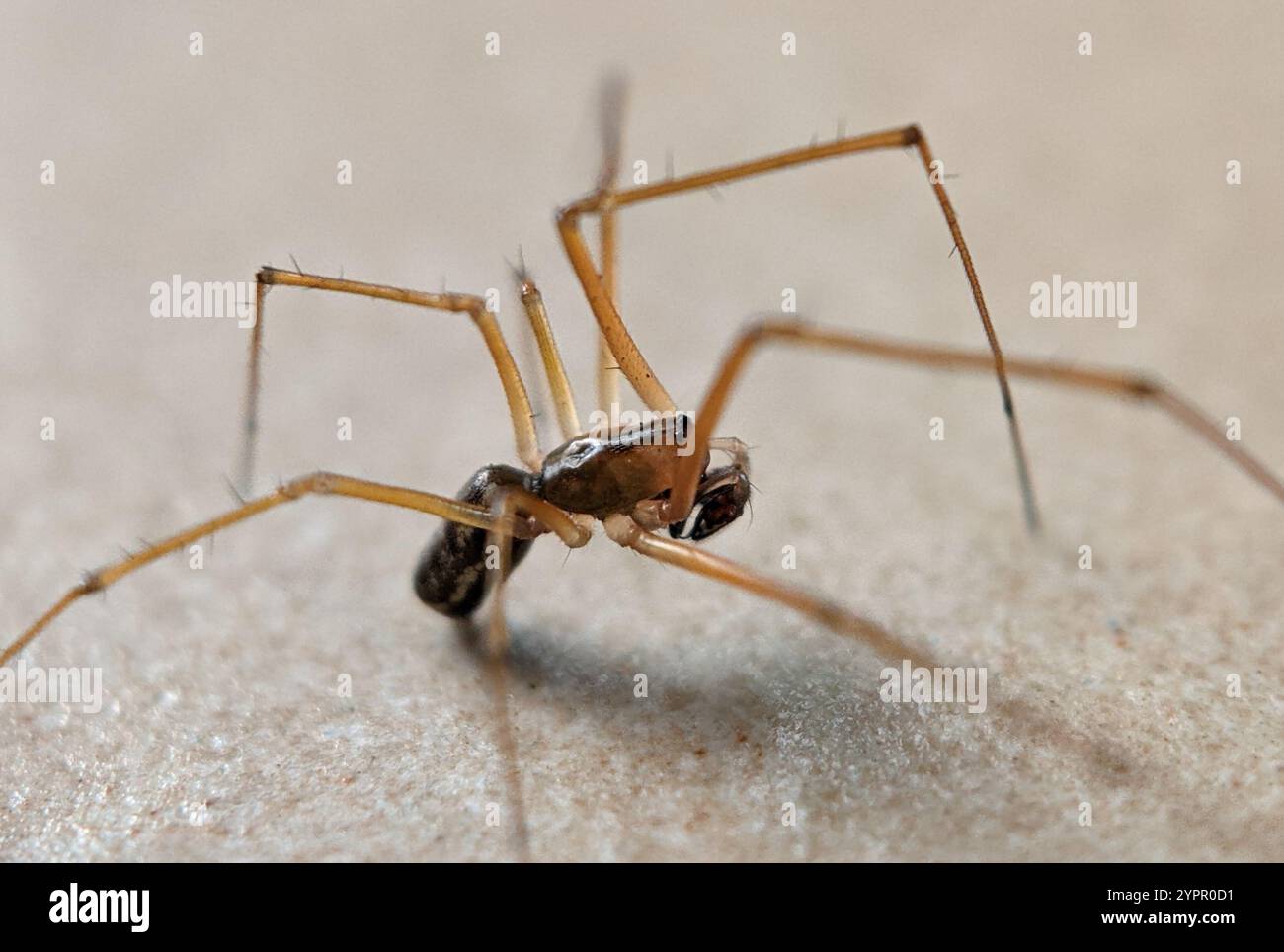 Sheetweb and Dwarf Weavers (Linyphiidae Stock Photo - Alamy