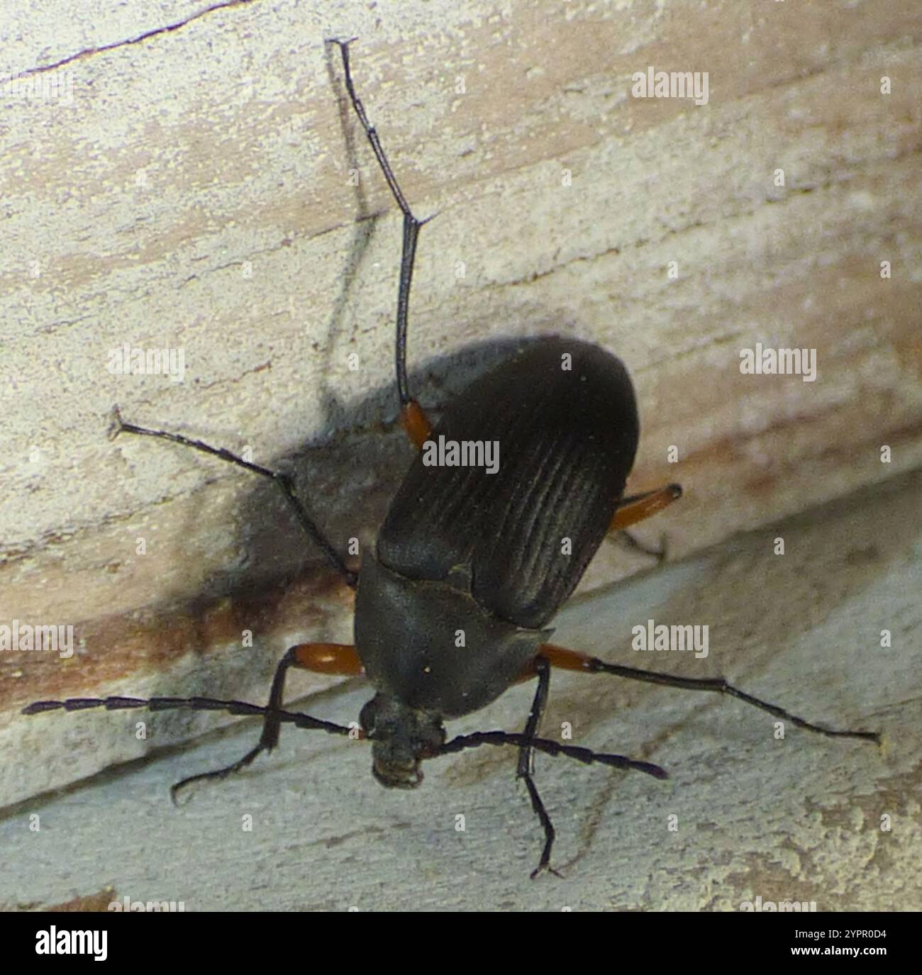 Comb-clawed Darkling Beetles (Alleculinae Stock Photo - Alamy