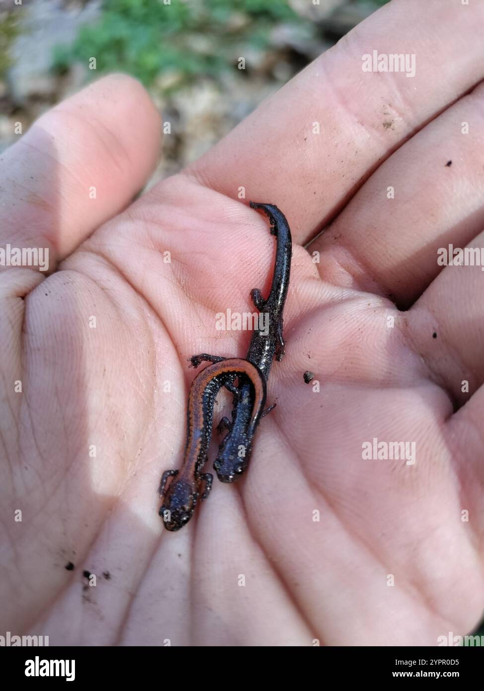 Eastern Red-backed Salamander (Plethodon cinereus Stock Photo - Alamy