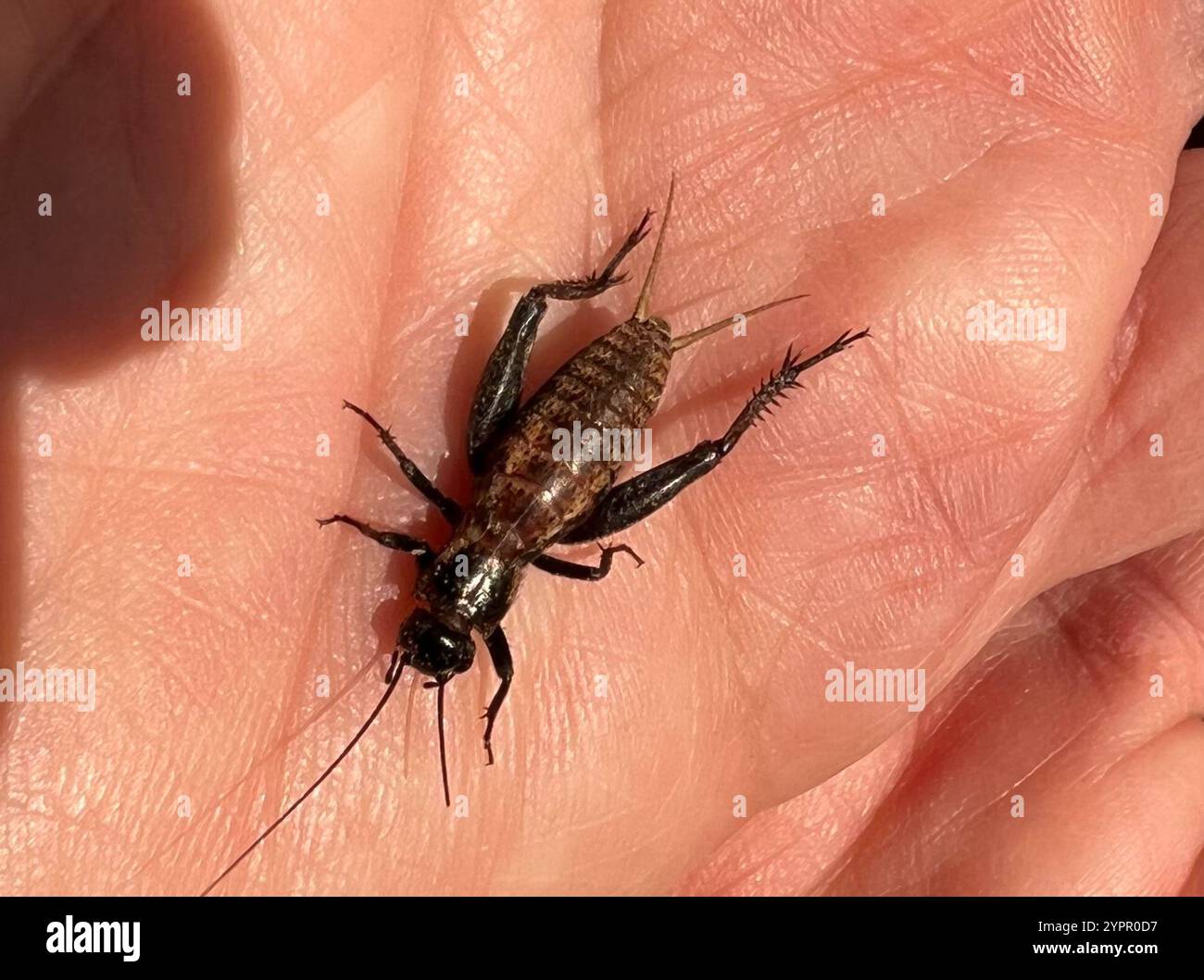 True Crickets and Allies (Grylloidea Stock Photo - Alamy