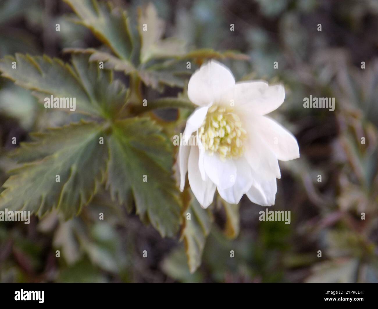 Altaic anemone (Anemonoides altaica Stock Photo - Alamy