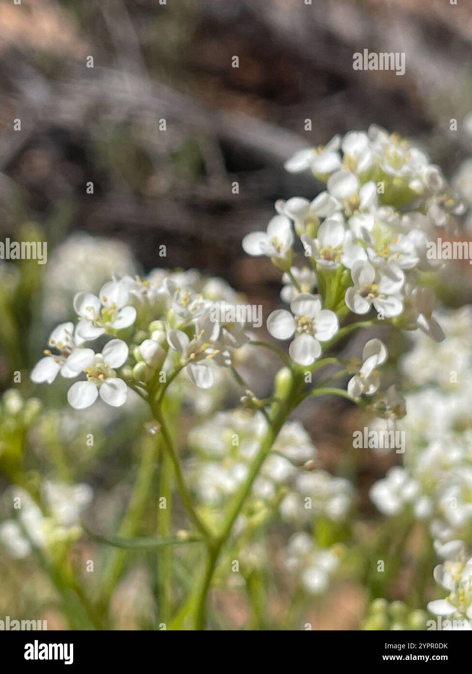 Mountain Pepperweed (Lepidium montanum Stock Photo - Alamy