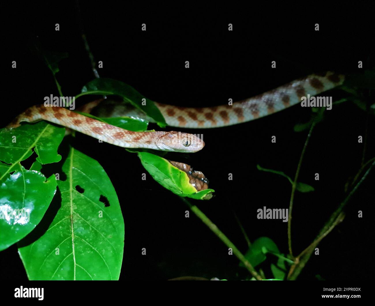 Brown Tree Snake (Boiga irregularis Stock Photo - Alamy