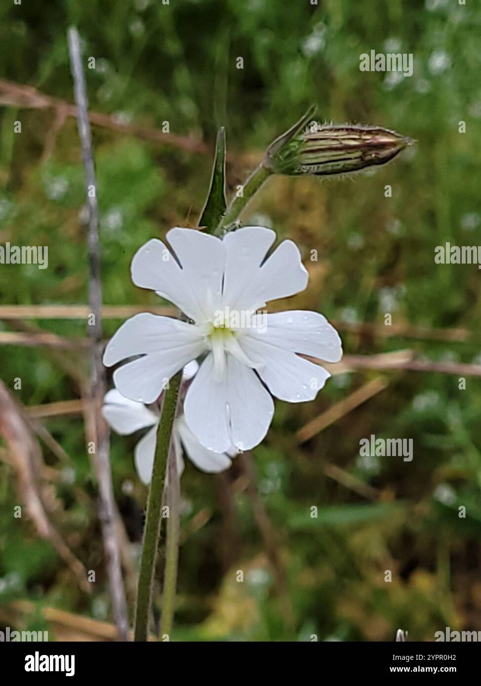 corn gromwell (Buglossoides arvensis Stock Photo - Alamy