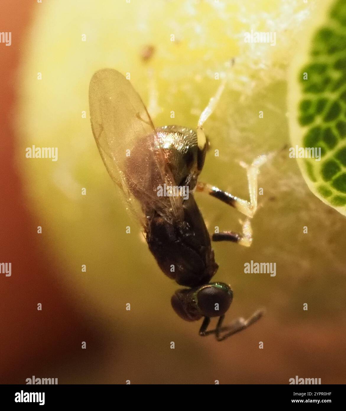 Chalcidoid Wasps (Chalcidoidea Stock Photo - Alamy