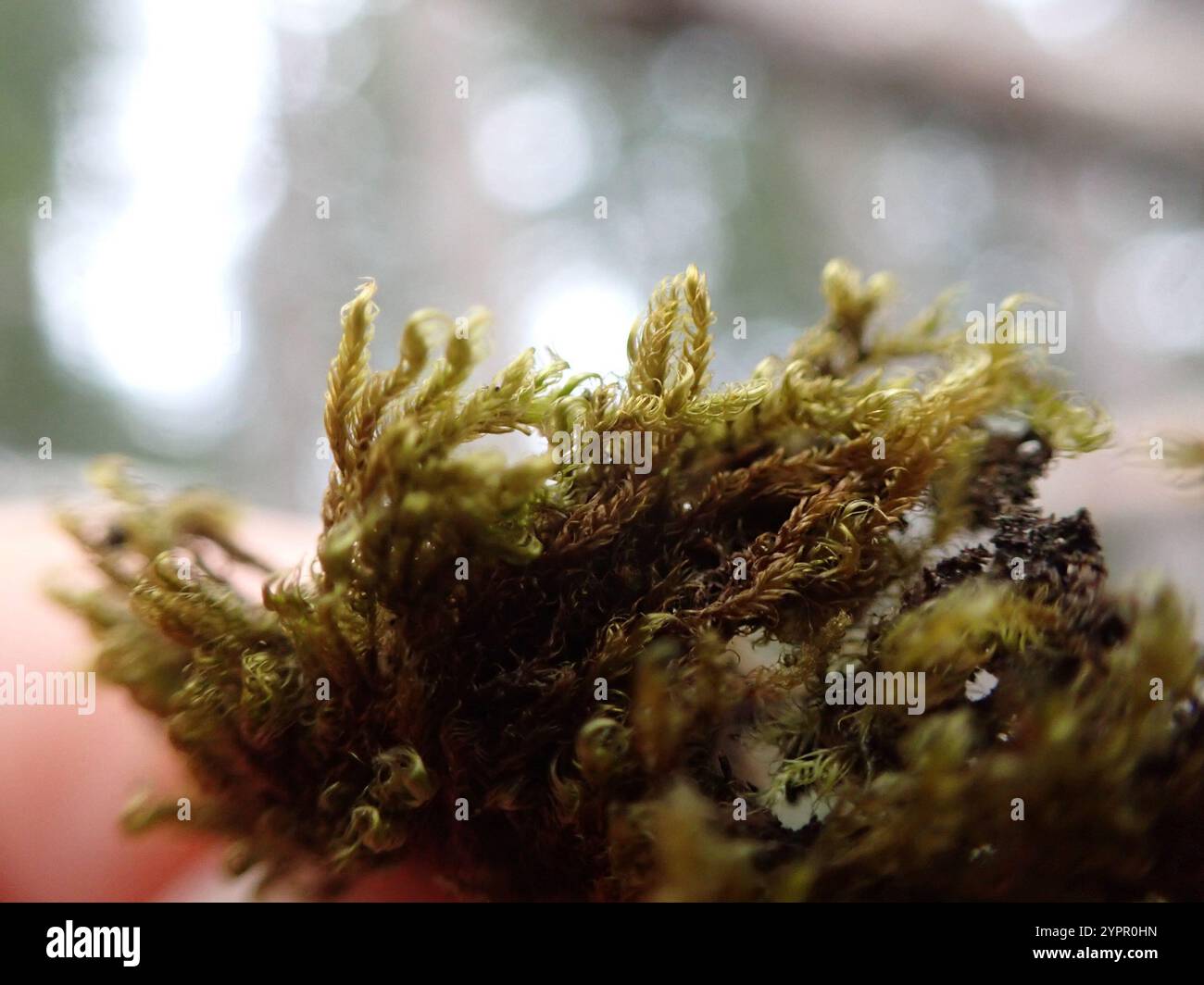 Sickle-leaved Hook-moss (Sanionia uncinata Stock Photo - Alamy
