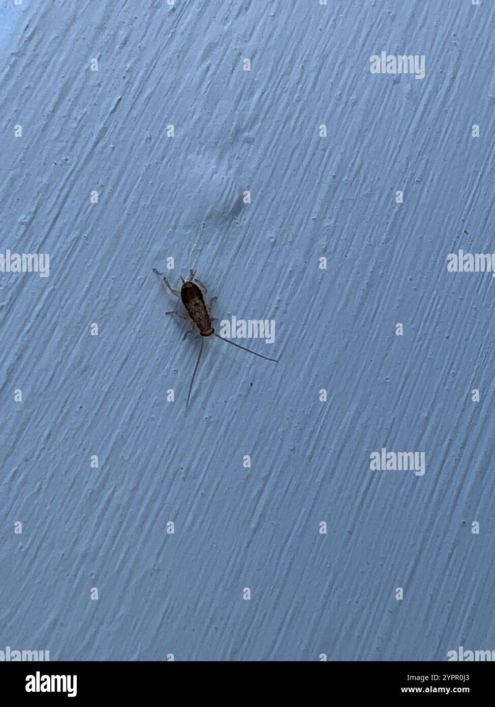 Cockroaches and Termites (Blattodea Stock Photo - Alamy