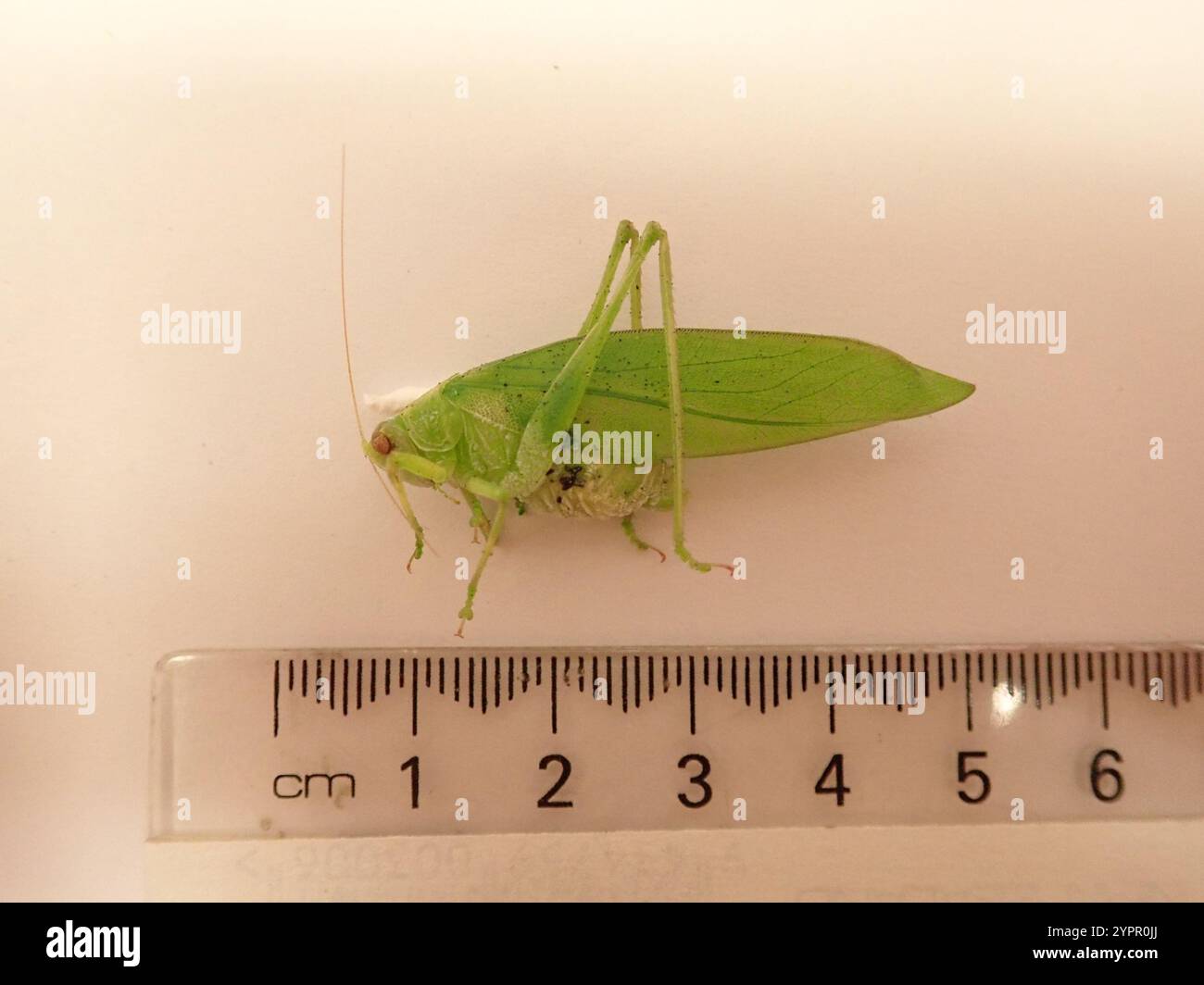 Australian Common Garden Katydid (Caedicia simplex Stock Photo - Alamy