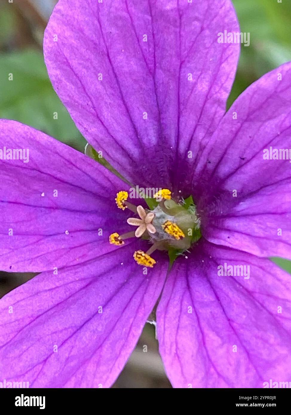 Texas stork's bill (Erodium texanum Stock Photo - Alamy