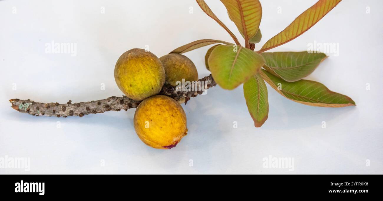 Curriola (Pouteria ramiflora) wild fruit from the Brazilian cerrado ...