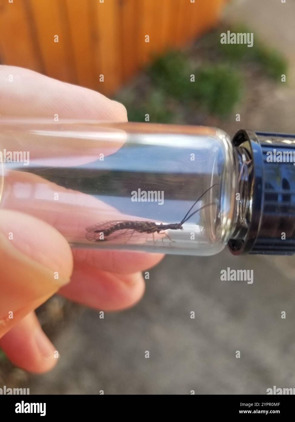 American Square-headed Snakeflies (Negha Stock Photo - Alamy